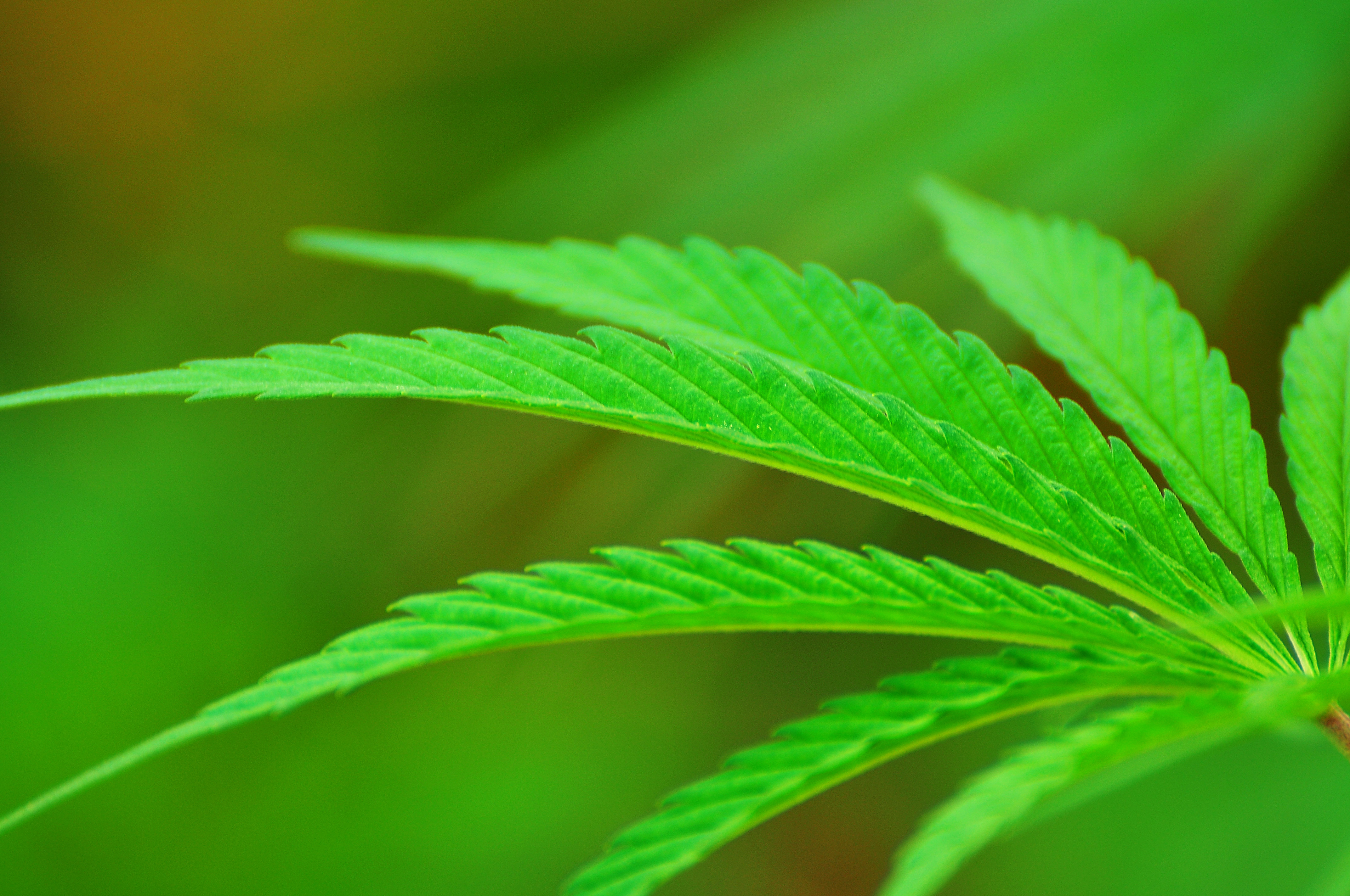 The Little Book of Cannabis – How Marijuana Can Improve Your Life | A ...